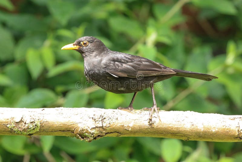 Un merle femelle image stock. Image du clavettes, fond - 95462219