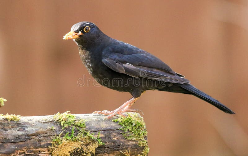 Un merlo maschio inglese fotografia stock. Immagine di colore - 113550658