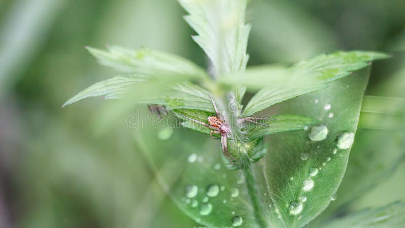 Un microcosmos de insectos imagen de archivo. Imagen de salvaje - 96304281