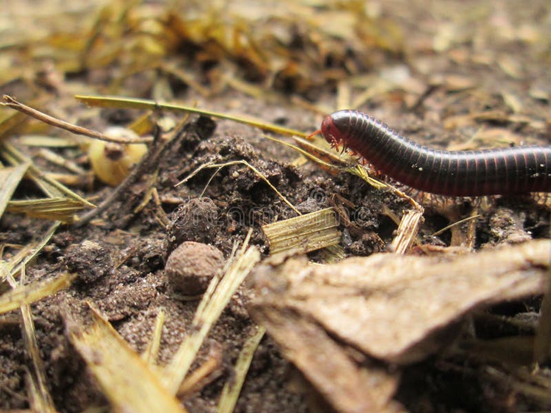 Duisendpoot immagine stock. Immagine di centopiedi, fogli - 106099965