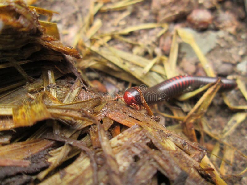 Duisendpoot immagine stock. Immagine di centopiedi, fogli - 106099965