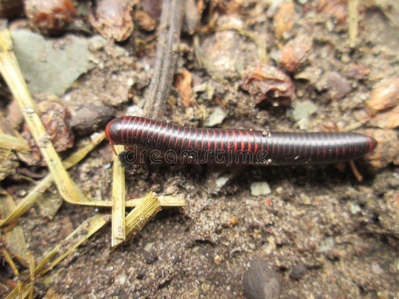 Duisendpoot immagine stock. Immagine di centopiedi, fogli - 106099965