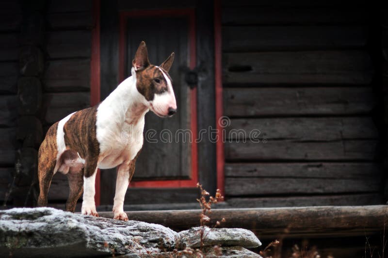 Un Mini Perro Del Toro Que Se Coloca En Una Roca Foto de archivo ...