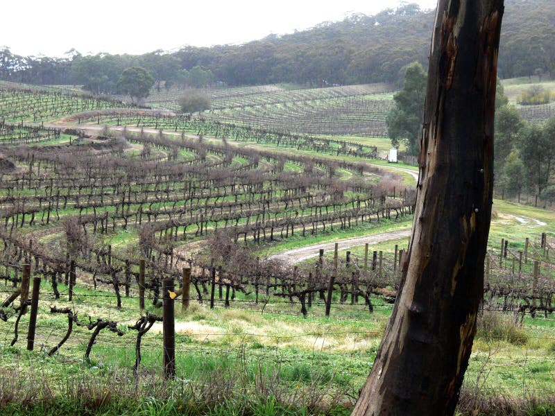 Un Modelo De Las Vides Del Invierno Imagen de archivo - Imagen de ...