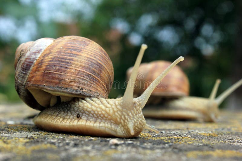 Un mollusque image stock. Image du gastéropode, lent - 26107279