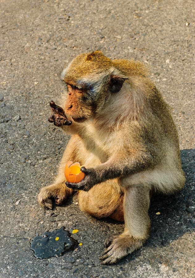 Un mono come un huevo imagen de archivo. Imagen de tailandia - 29494681