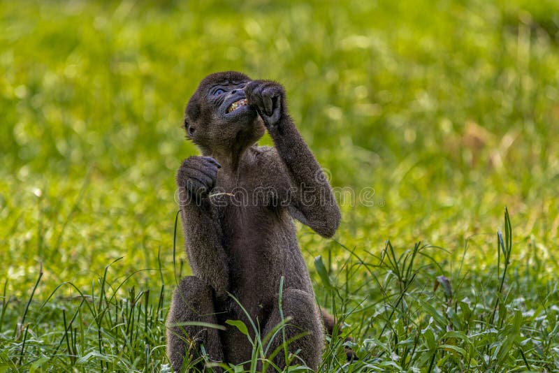 Un mono comiendo fruta imagen de archivo. Imagen de bosque - 259619865