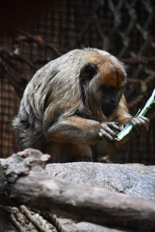 Un mono comiendo lechuga foto de archivo. Imagen de comer - 247812104
