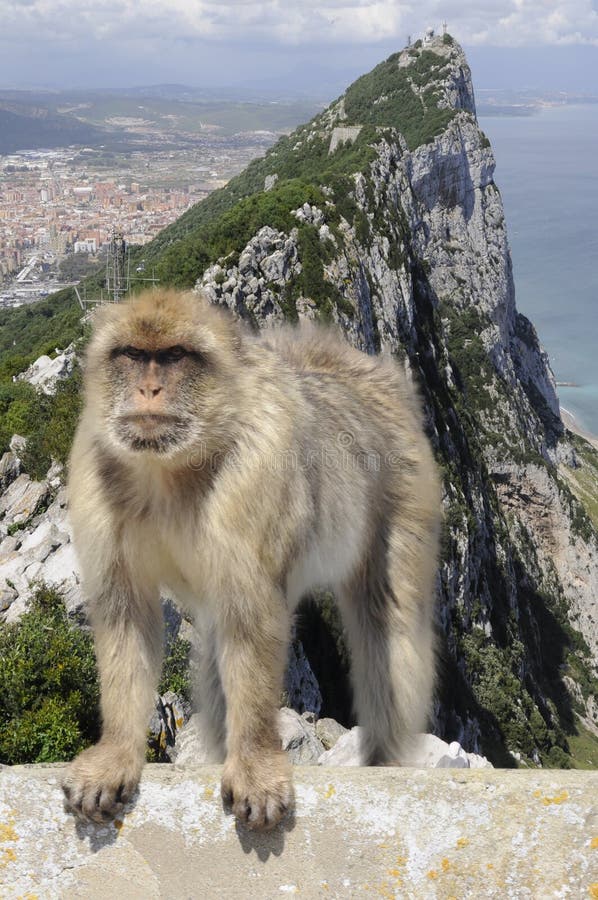 Mono De Gibraltar En La Parte Superior De La Roca Imagen de archivo ...