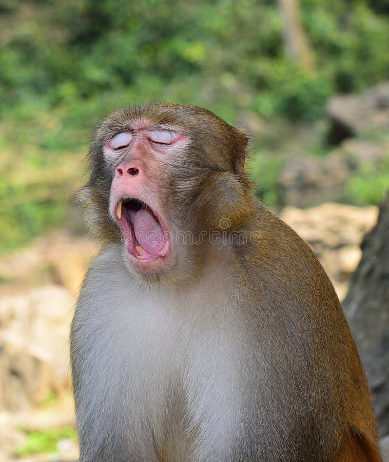 Un mono está bostezando imagen de archivo. Imagen de cara - 35641979