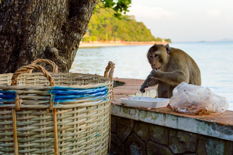 Un Mono Que Busca La Comida En La Basura Foto de archivo - Imagen de ...