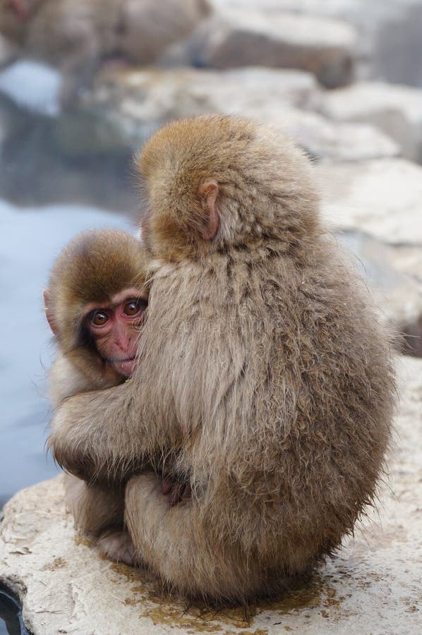 Bebé Frío Del Mono De La Nieve Foto de archivo - Imagen de mono ...