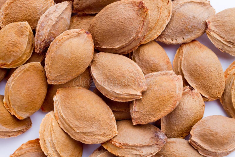 Un Mucchio Dei Pozzi Dell'albicocca Fotografia Stock - Immagine di ...