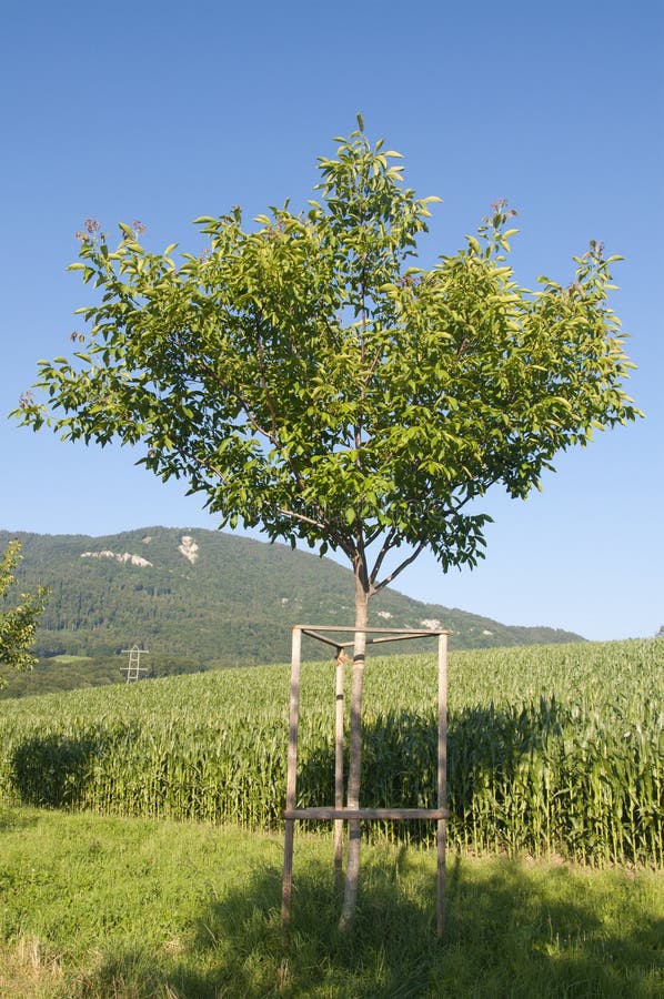 Jeune Arbre De Noyer Photos Stock - Téléchargez 151 Photos libres de droits