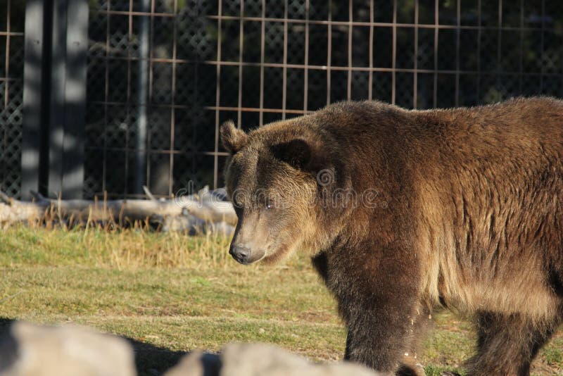 Un orso grigio fotografia stock. Immagine di salvato - 63508476