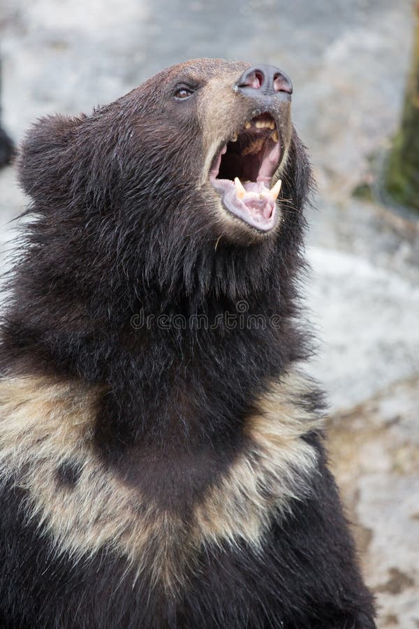 Un oso marrón foto de archivo. Imagen de salvaje, observar - 26903094