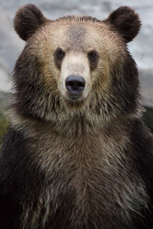 Un oso pardo foto de archivo. Imagen de familia, aférrese - 26903096