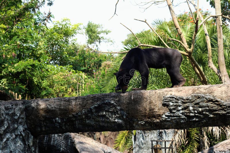 Un Oso Solar Camina Sobre Una Roca Artificial De Cemento. Imagen de ...