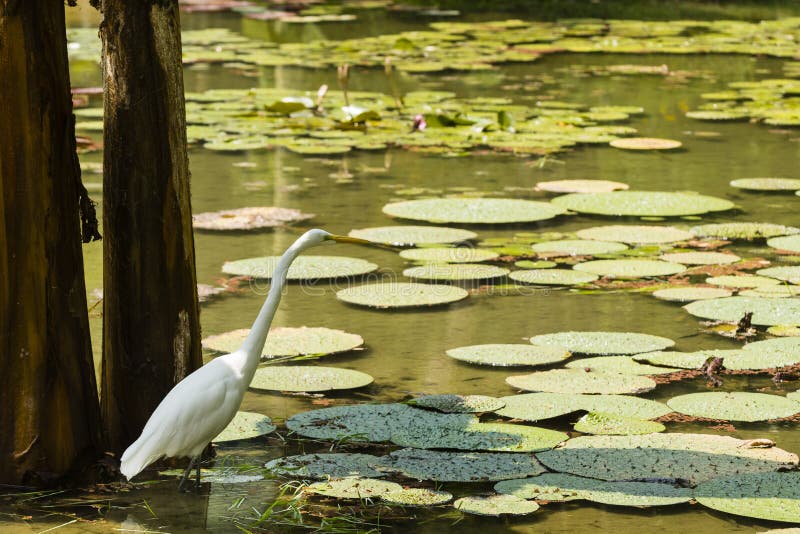 Rio De Janeiro - Fauna Y Flora (2) Imagen de archivo - Imagen de jardín ...