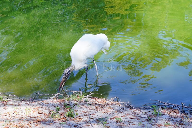 Pájaro feo imagen de archivo. Imagen de presionado, ciencia - 22896207