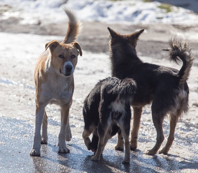 Un Pacchetto Dei Cani Randagi Fotografia Stock - Immagine di razza ...