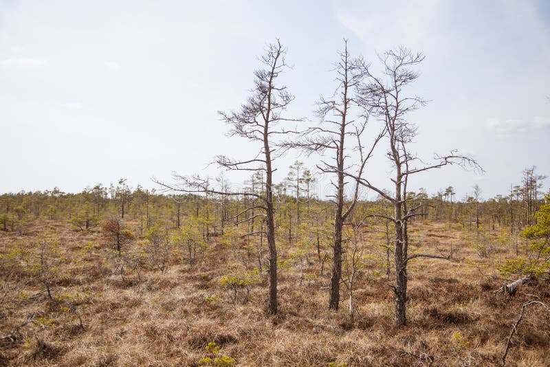 Un Paisaje Hermoso De Un Pantano Foto de archivo - Imagen de madera ...