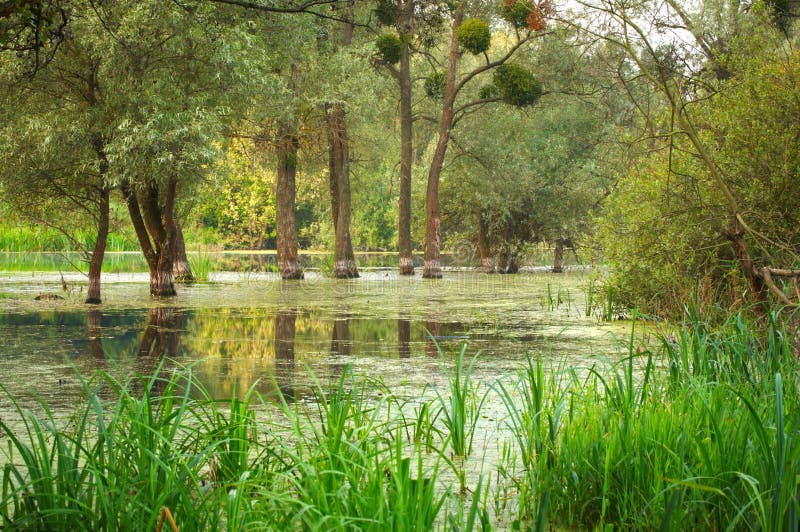 Un Paisaje Inundado Del Bosque Foto de archivo - Imagen de ...