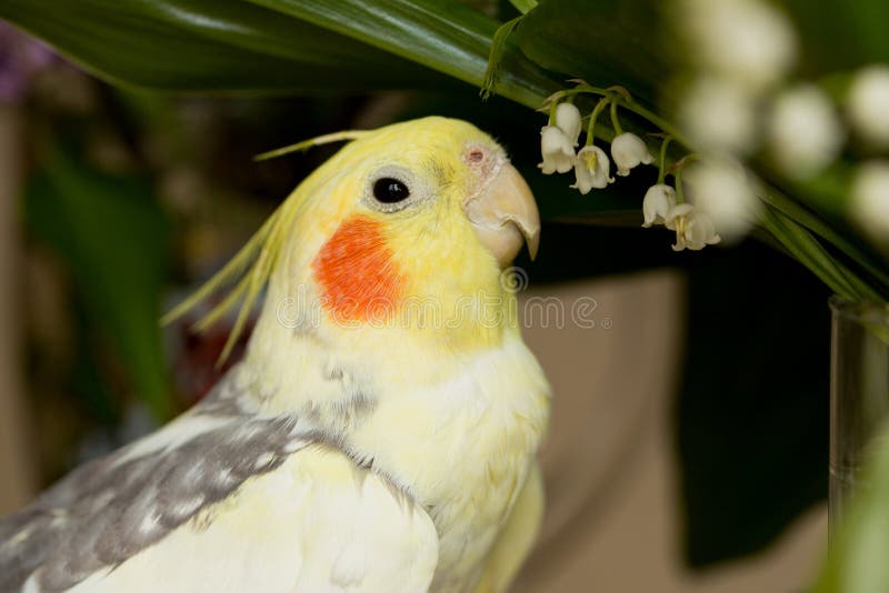 Un Pappagallo Di Corella Giallo Con Guance Rosse E Piume Lunghe ...