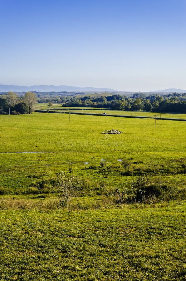 Un Pascolo Enorme Con Il Gregge Delle Pecore Immagine Stock - Immagine ...