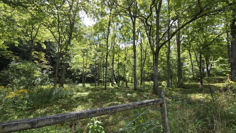 Un pasto de bosques foto de archivo. Imagen de arboleda - 331829896