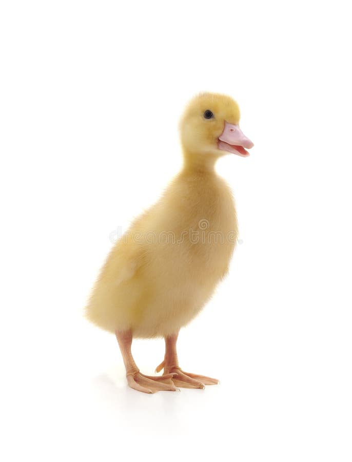 Agradable Un Pequeño Pato Amarillo Imagen de archivo - Imagen de ganso ...