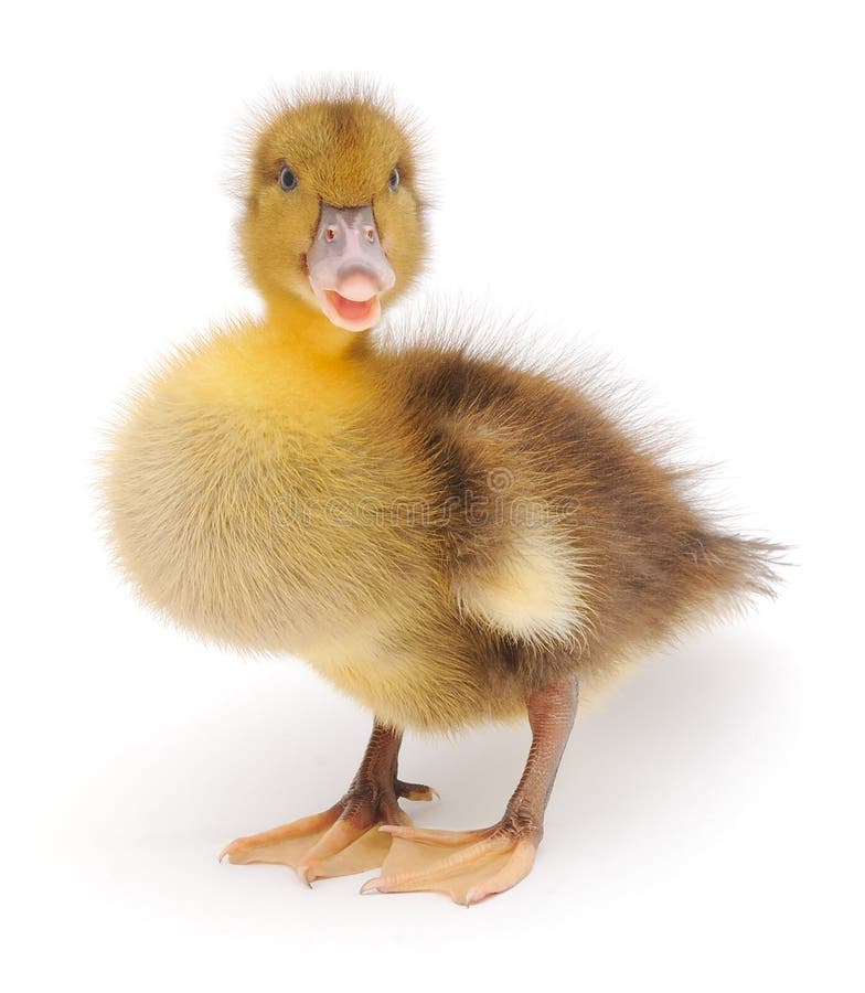 Un pato amarillo foto de archivo. Imagen de agricultura - 171368676