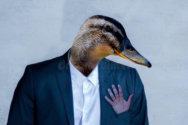 Un Pato Con Un Traje Contra La Pared Foto de archivo - Imagen de agua ...