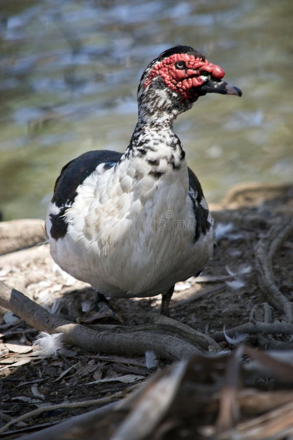 Un pato de Muscovy foto de archivo. Imagen de plumas - 112780004