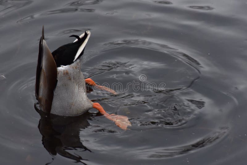 Un pato de salto imagen de archivo. Imagen de local - 106348305