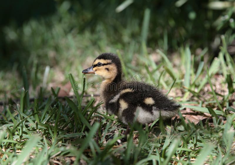 Un pato del bebé imagen de archivo. Imagen de insensible - 6546707