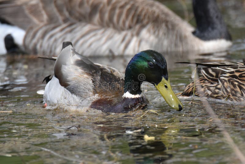 Un pato lindo imagen de archivo. Imagen de mallard, ganso - 217648817