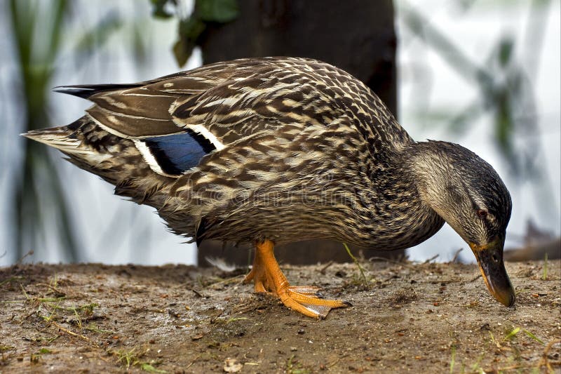 Un Pato Que Come En La Tierra Foto de archivo - Imagen de pluma, azul ...