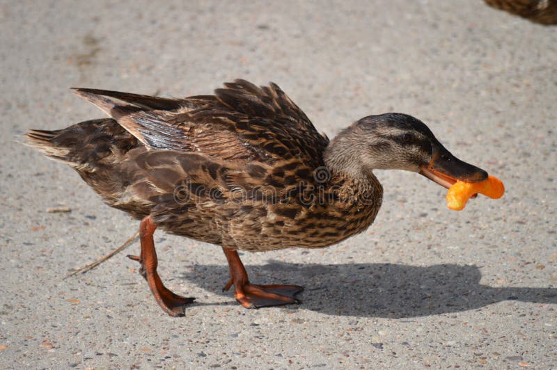 Pato Que Come Un Pedazo De Criado Foto de archivo - Imagen de charca ...