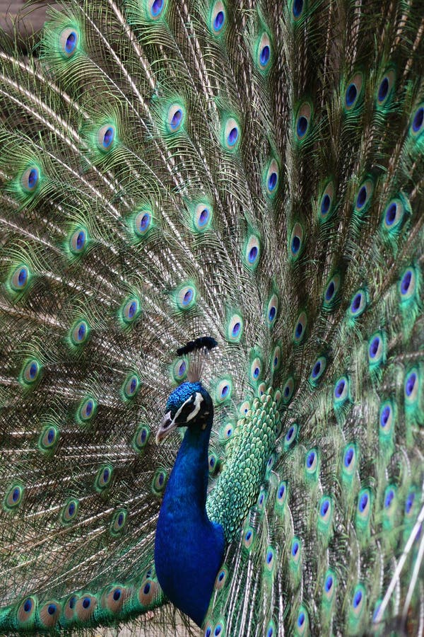 Pavone blu fotografia stock. Immagine di pavone, occhi - 2918476