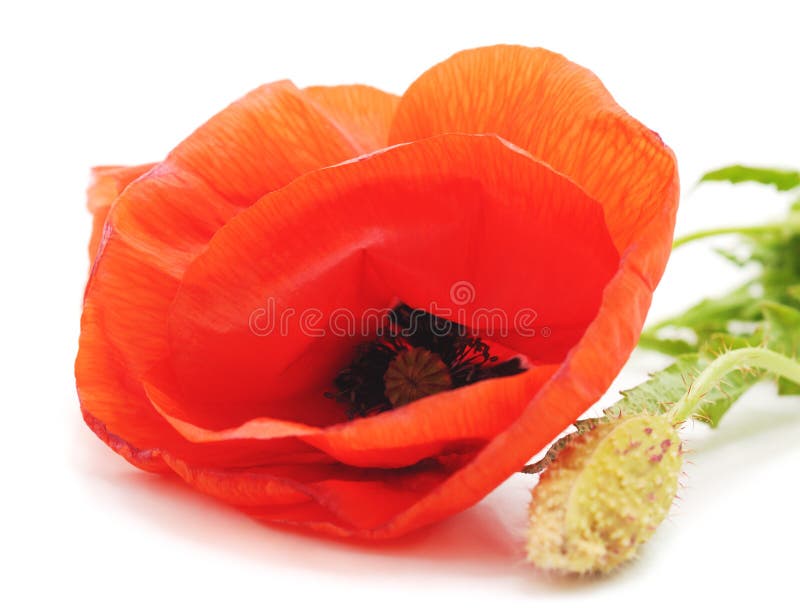 Un pavot rouge photo stock. Image du pétale, lame, beau - 145688478