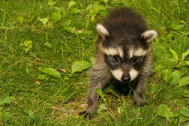 Mime Al Mapache Con El Bebé, En El Puesto De Observación Del árbol Foto ...