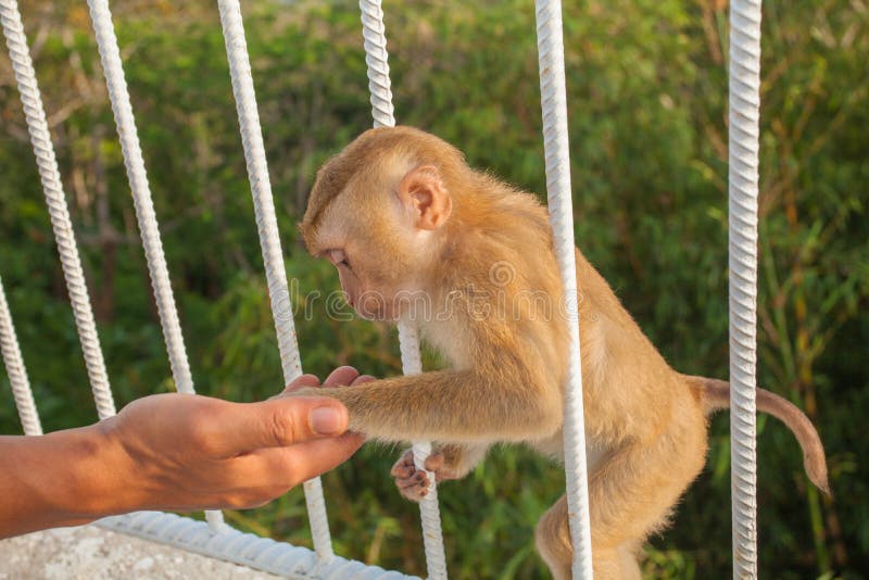 Un Pequeño Mono Pide Un Poco De Comida De La Mano Foto de archivo ...