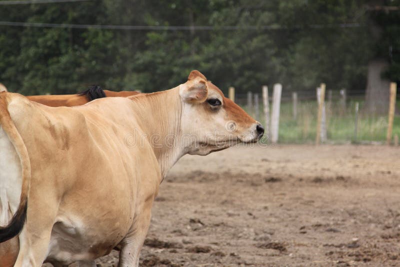 Perfil Da Vaca Fotos de stock - Fotos libres de regalías de Dreamstime