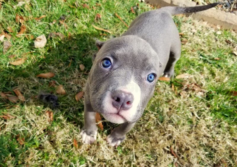 Un Perrito Gris Y Blanco Linda Con Los Ojos Azules Foto de archivo ...