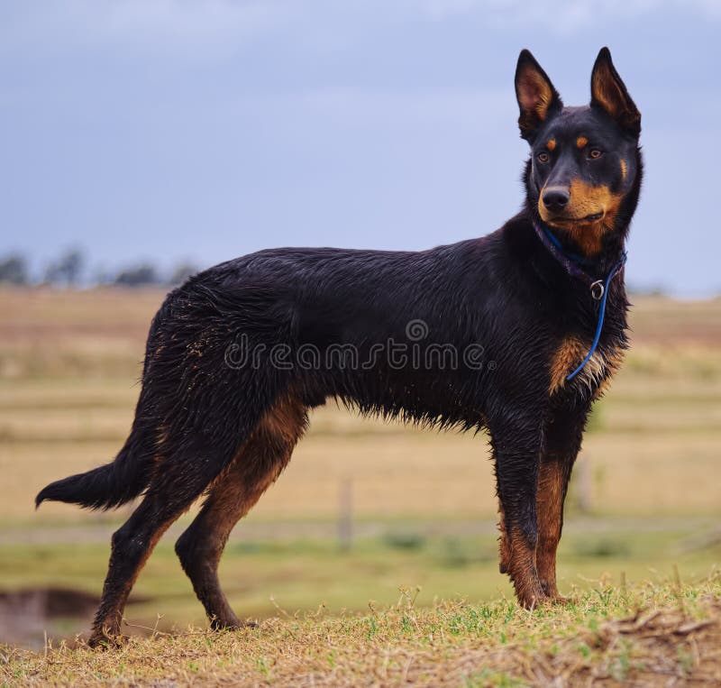 Un Perro Australiano Del Kelpie Foto de archivo - Imagen de purebred ...