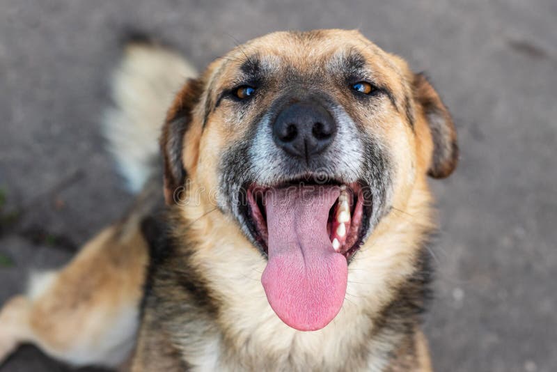 Un Perro Con Boca Abierta Y Una Lengua Grande Imagen de archivo ...