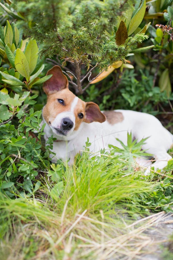 Un perro de Jack Russell foto de archivo. Imagen de exterior - 102846550
