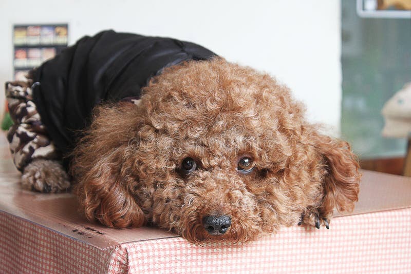 Un Perro De Perrito Rizado Imponente Foto de archivo - Imagen de copia ...