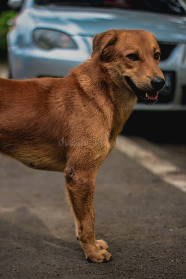 Un perro dorado foto de archivo. Imagen de barbas, dorado - 205657612